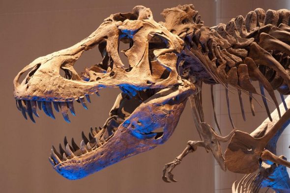 Spotlight on Statues: Stan the T-Rex at Manchester Museum - Manchester ...