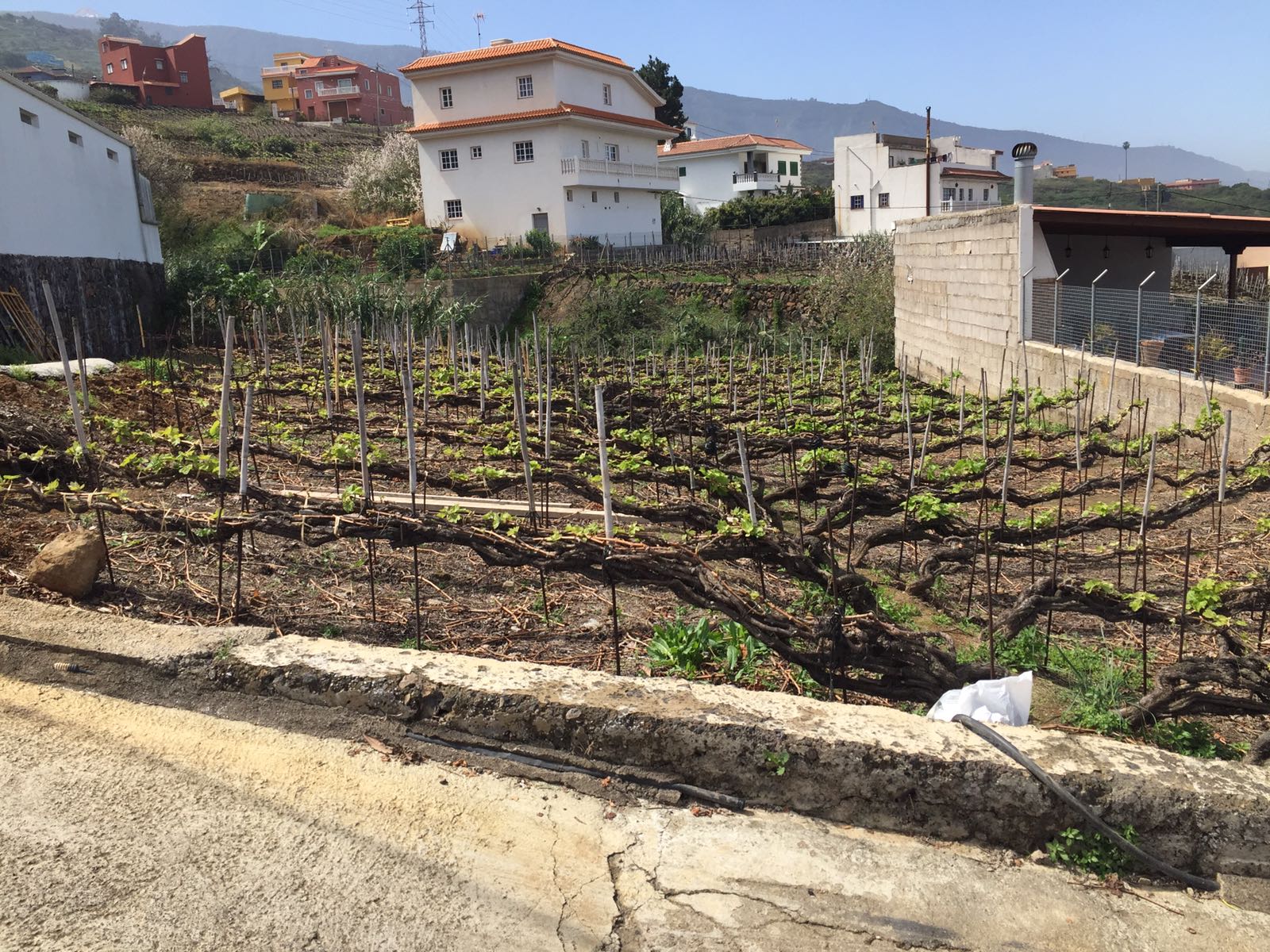 Learning About Canarian Wines at La Bandera - Manchester’s Finest
