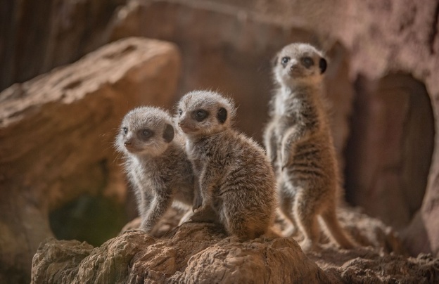 Where to go in Manchester if you’re an Animal Lover - Manchester’s Finest