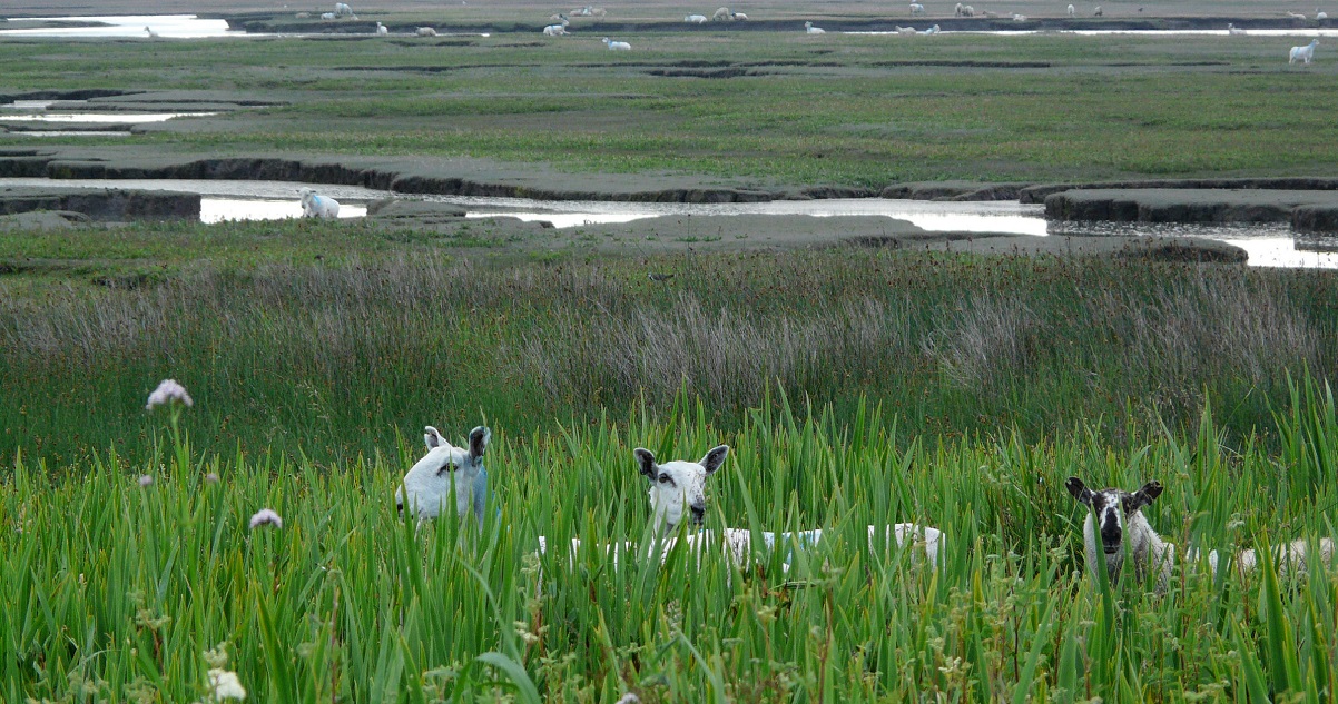 Oggie Oggie Oggie! A Guide to Welsh Food in Manchester - Manchester’s ...