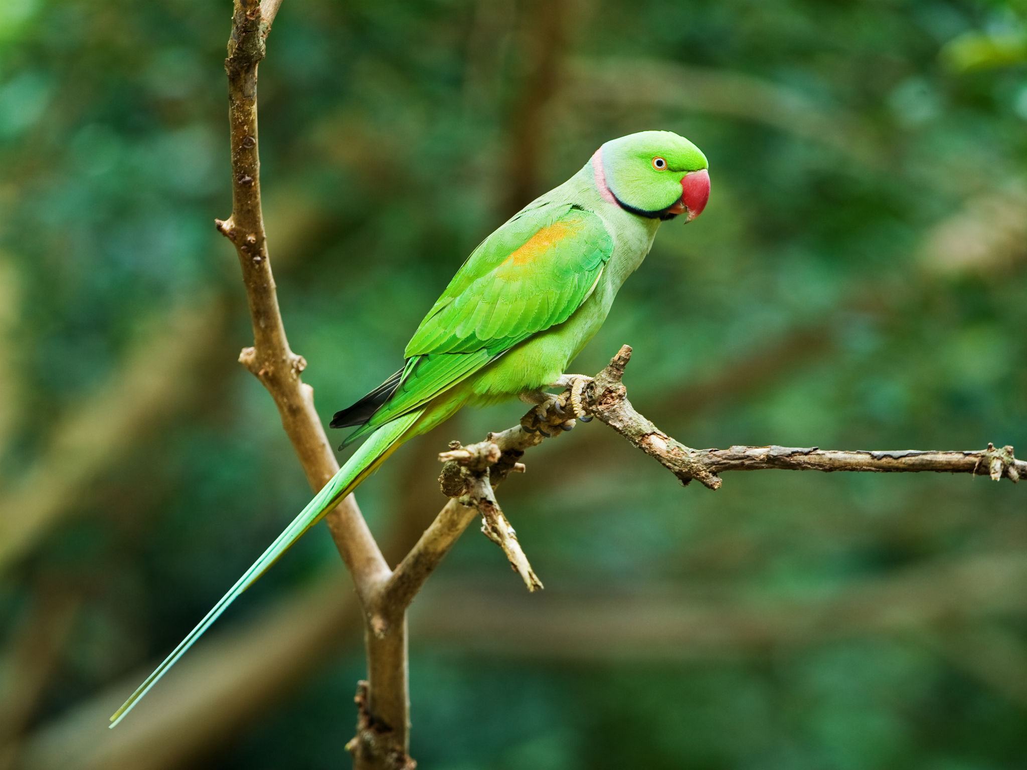 Myths of Manchester: The Parrots of Fallowfield - Manchester’s Finest