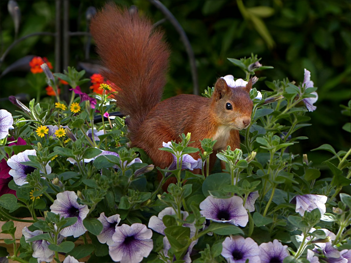 A Lockdown Guide to: Foraging in May - Manchester’s Finest