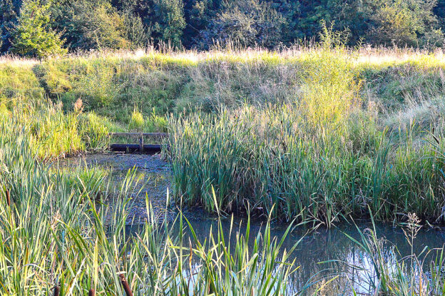 Weekend Walks: Mersey Vale Nature Park - Manchester’s Finest
