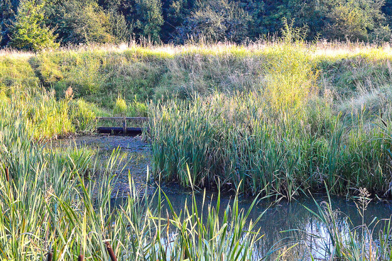 Weekend Walks: Mersey Vale Nature Park - Manchester’s Finest
