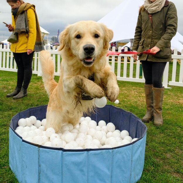 A Festival for Dogs is coming to Tatton Park this Summer! - Manchester ...