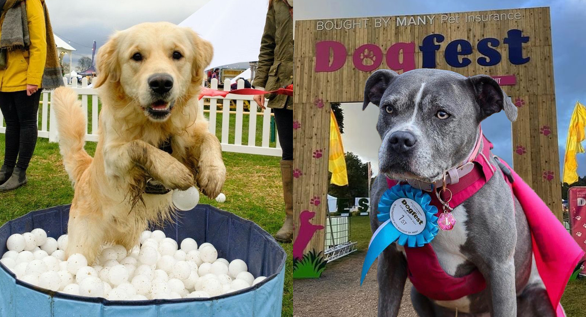 A Festival for Dogs is coming to Tatton Park this Summer! - Manchester ...