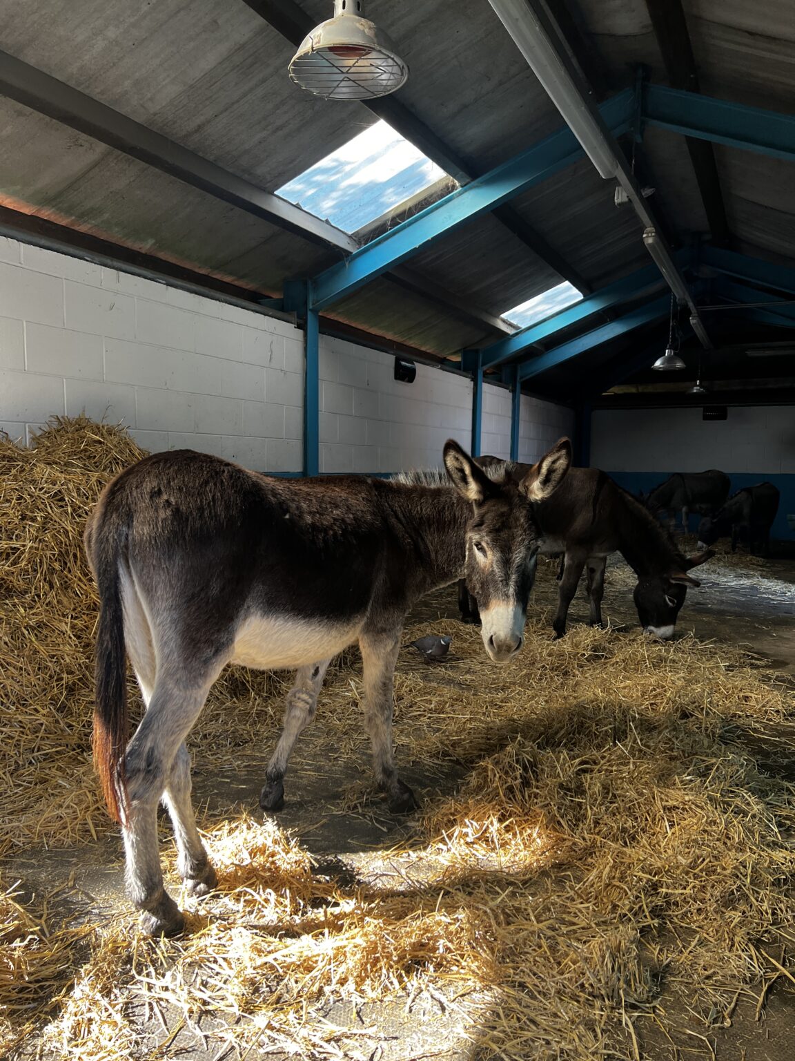 Free Things to Do in Manchester: The Donkey Sanctuary - Manchester’s Finest