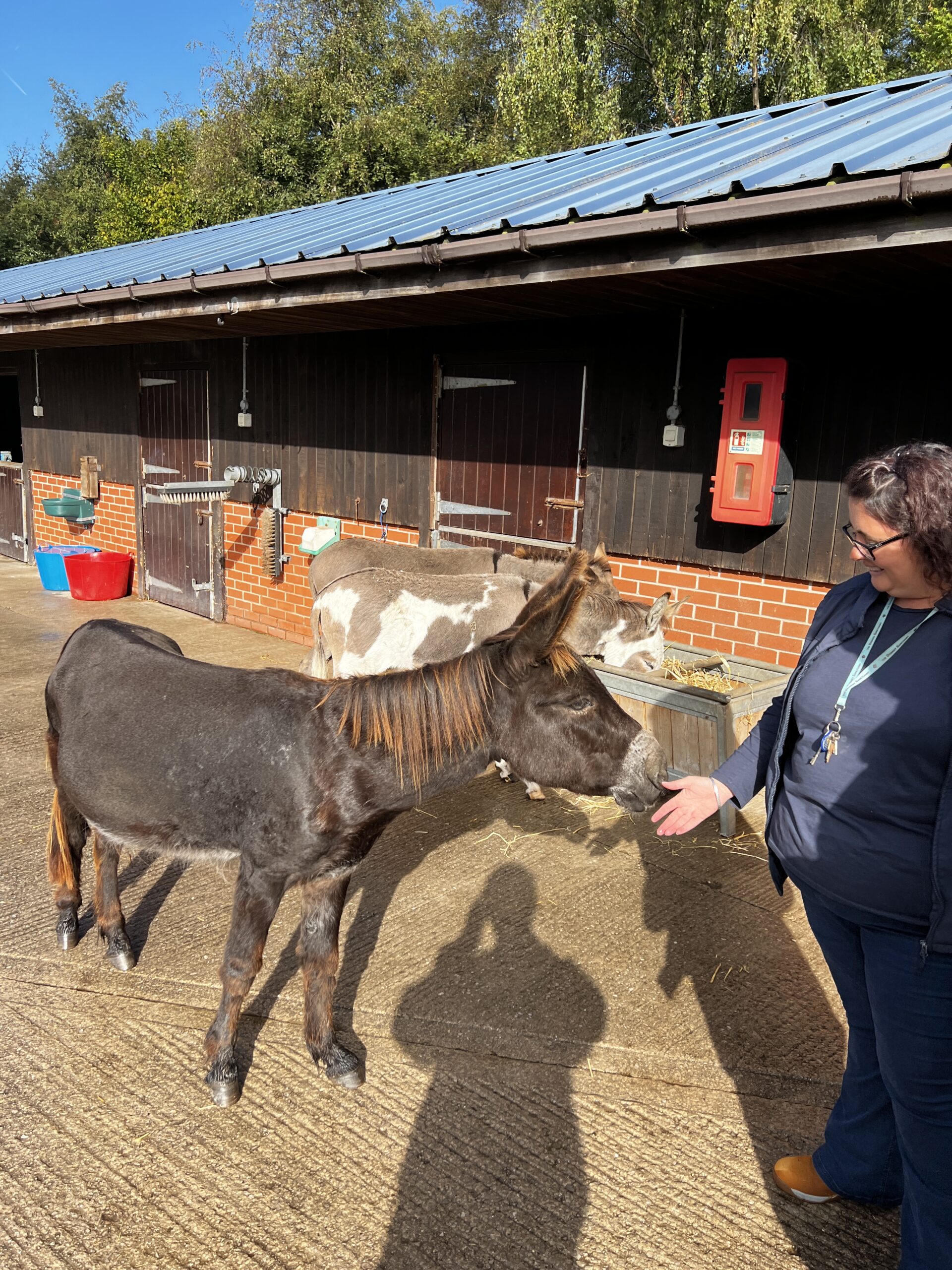 Free Things to Do in Manchester: The Donkey Sanctuary - Manchester’s Finest
