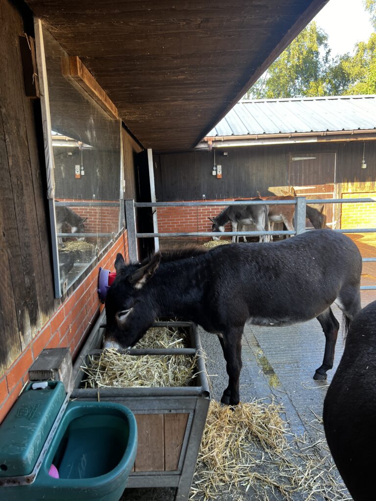 Free Things to Do in Manchester: The Donkey Sanctuary - Manchester’s Finest