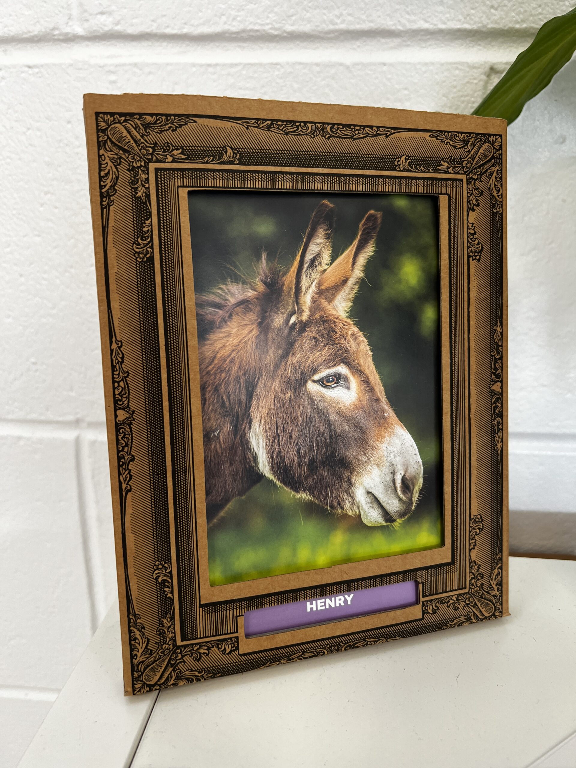 Free Things to Do in Manchester: The Donkey Sanctuary - Manchester’s Finest