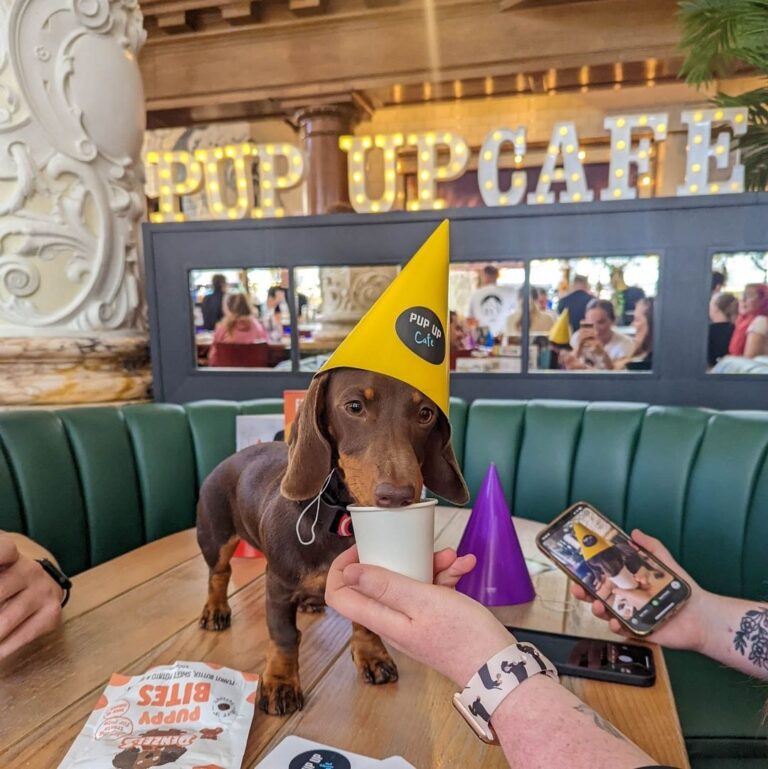 A sausage dog cafe with hundreds of dachshunds is coming to Manchester ...