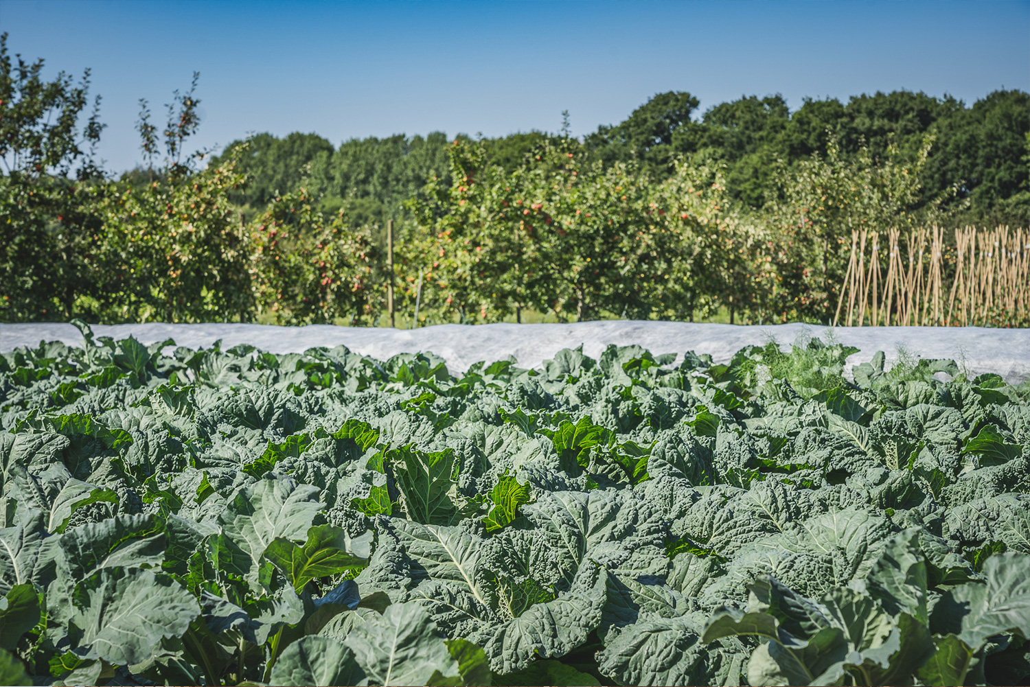 Groobarbs Field Kitchen partners with Forage Box for an exclusive ...