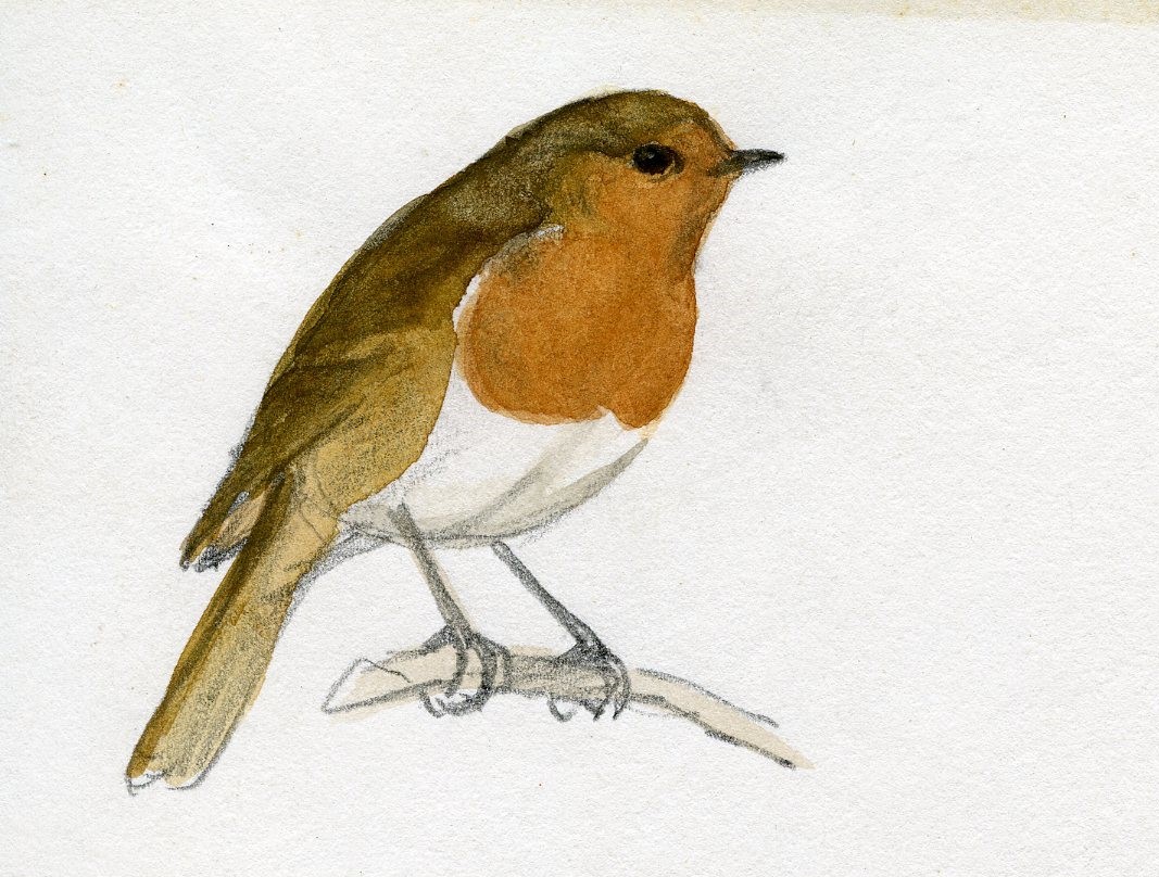 Birds of Bolton Summer Exhibition at Bolton Museum - Manchester’s Finest