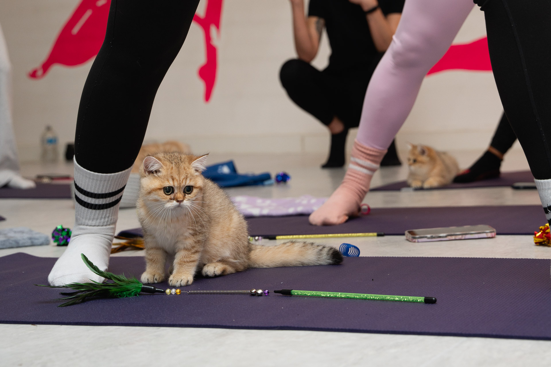 Kitty Yoga