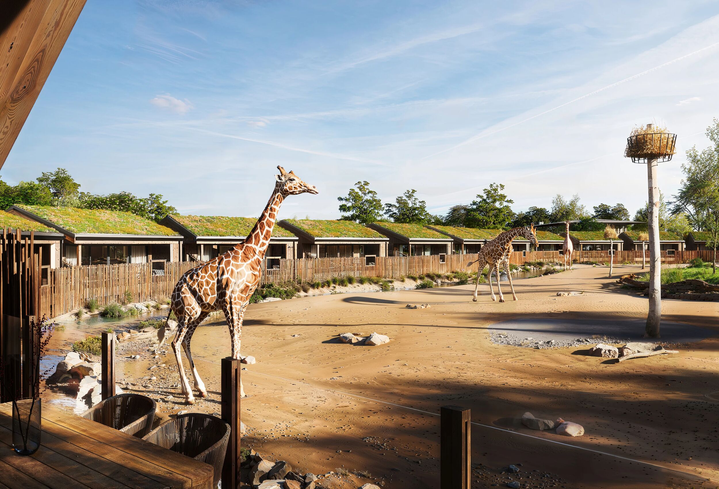 Chester Zoo unveil plans for safari-style overnight lodges - Manchester’s Finest